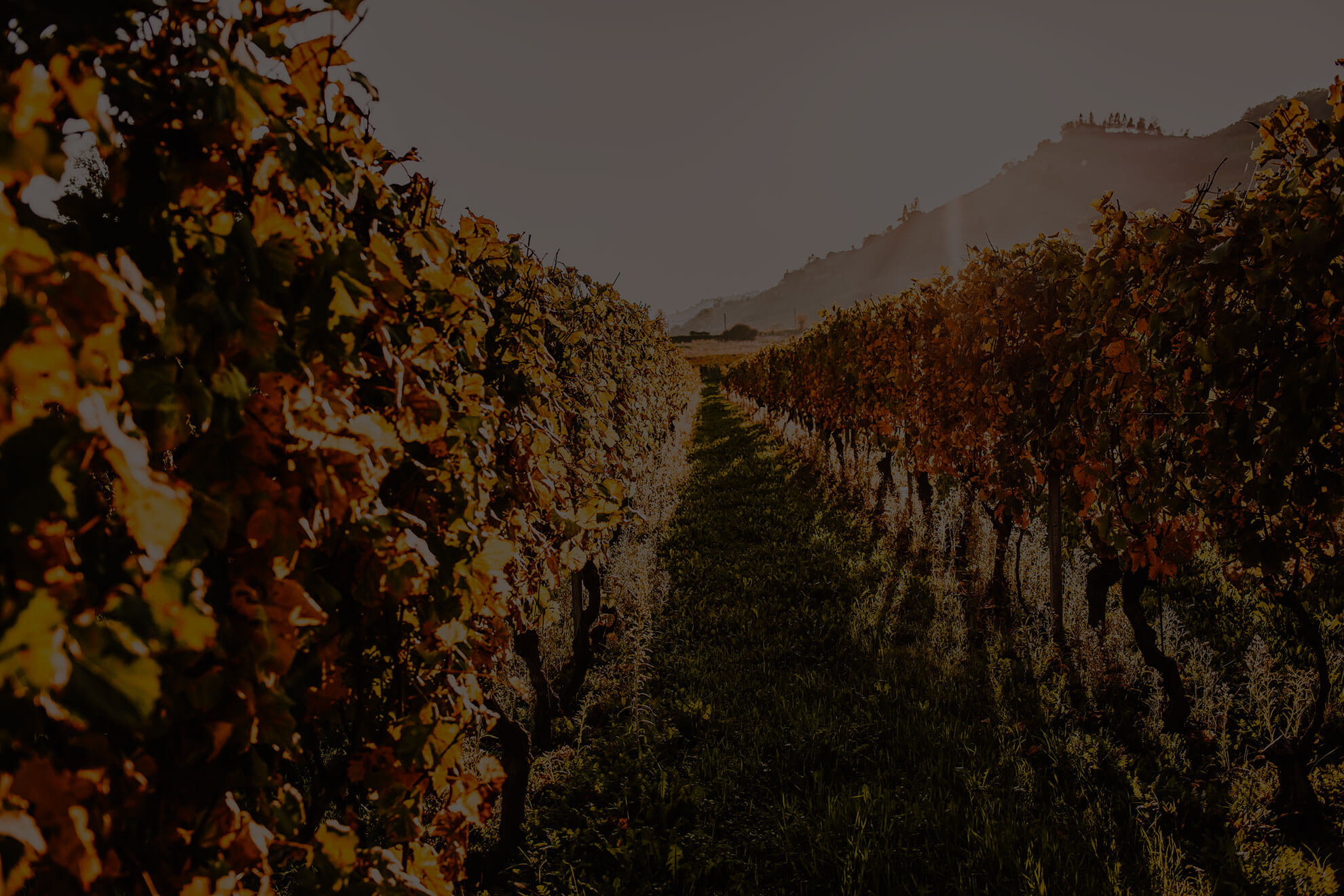 Winery Abbazia di San Gaudenzio - Italian wines